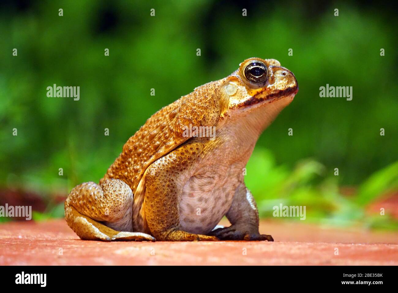 Ugly little toad hi-res stock photography and images - Alamy