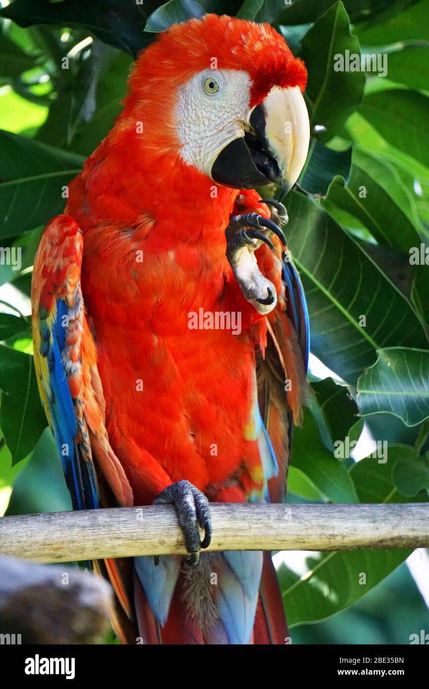 Central american scarlet macaw hi-res stock photography and images - Alamy