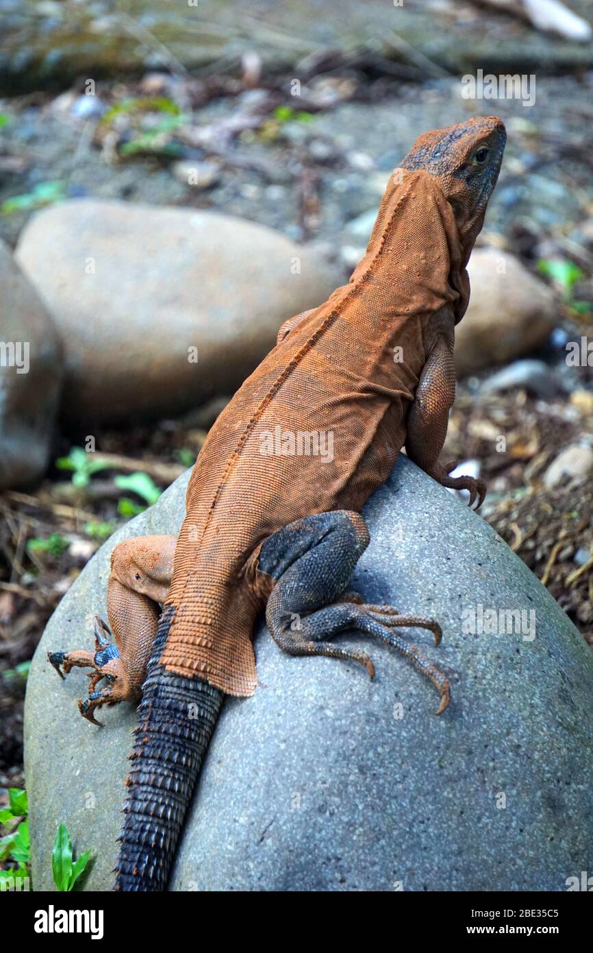 Big lizzard hi-res stock photography and images - Alamy