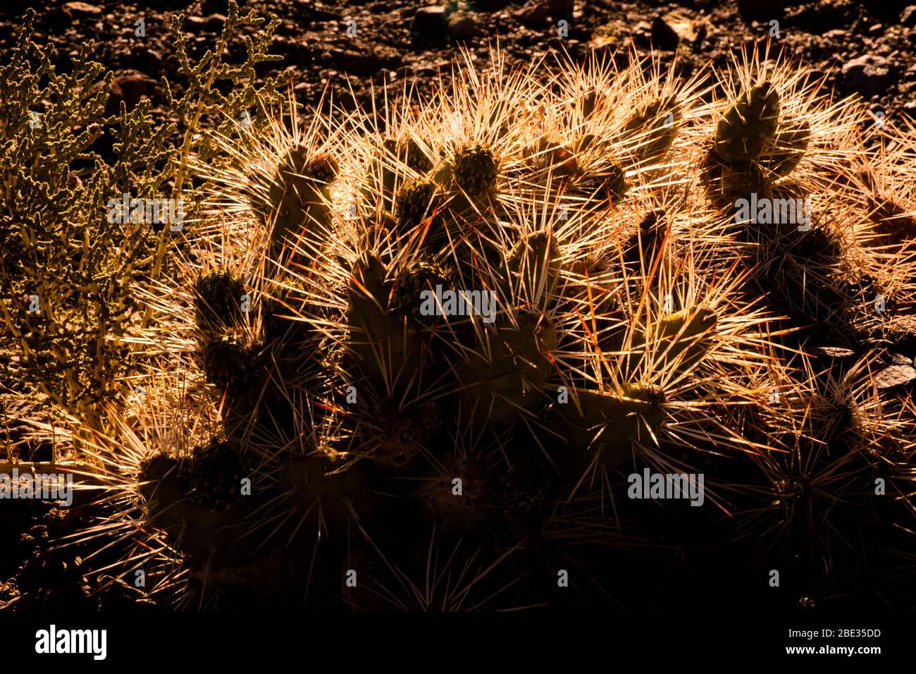 Cactus endemicos de chile hi-res stock photography and images - Alamy