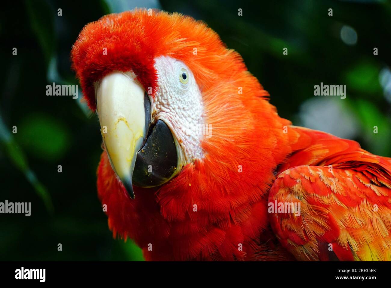Central american scarlet macaw hi-res stock photography and images - Alamy