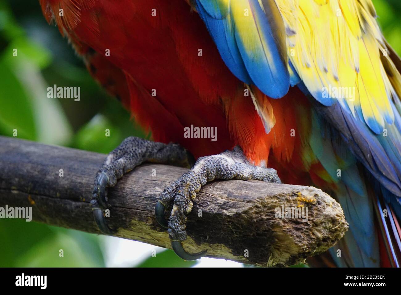 Claws bird close up hi-res stock photography and images - Alamy