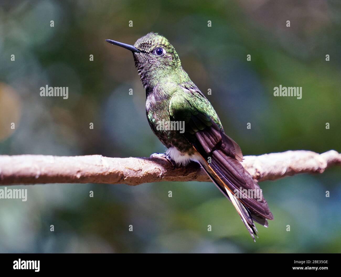 Green hummingbird hi-res stock photography and images - Alamy