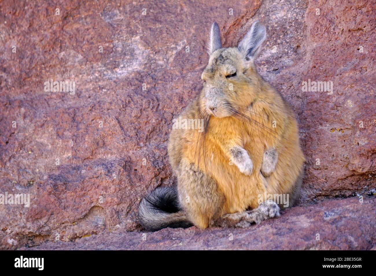 Northern viscacha hi-res stock photography and images - Alamy