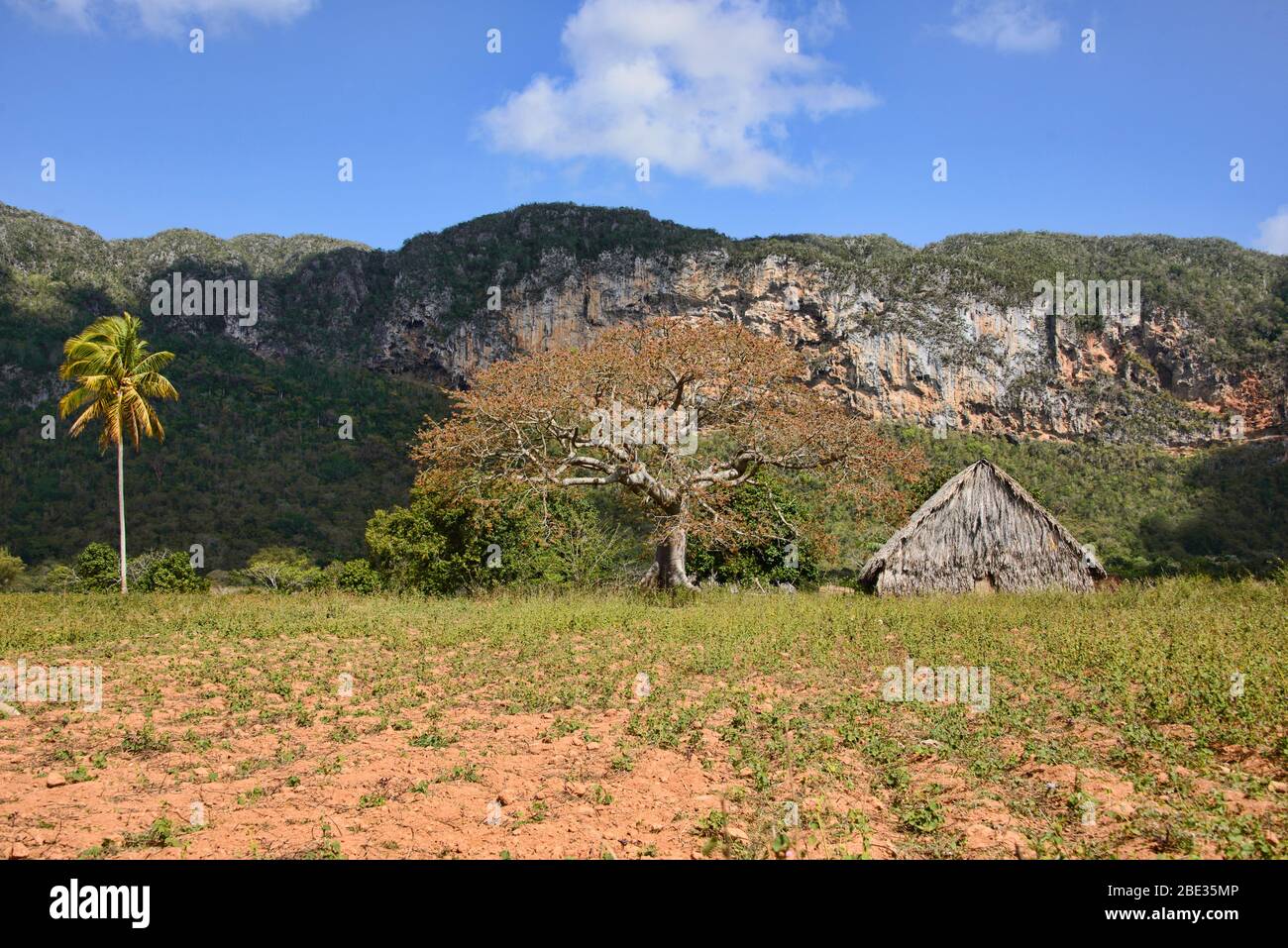 Tobacco farm landscape in the Valley of Viñales, Cuba Stock Photo - Alamy