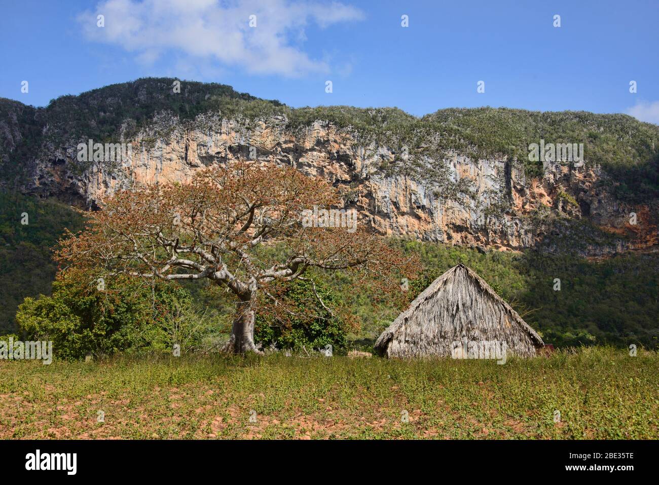 Tobacco farm landscape in the Valley of Viñales, Cuba Stock Photo - Alamy