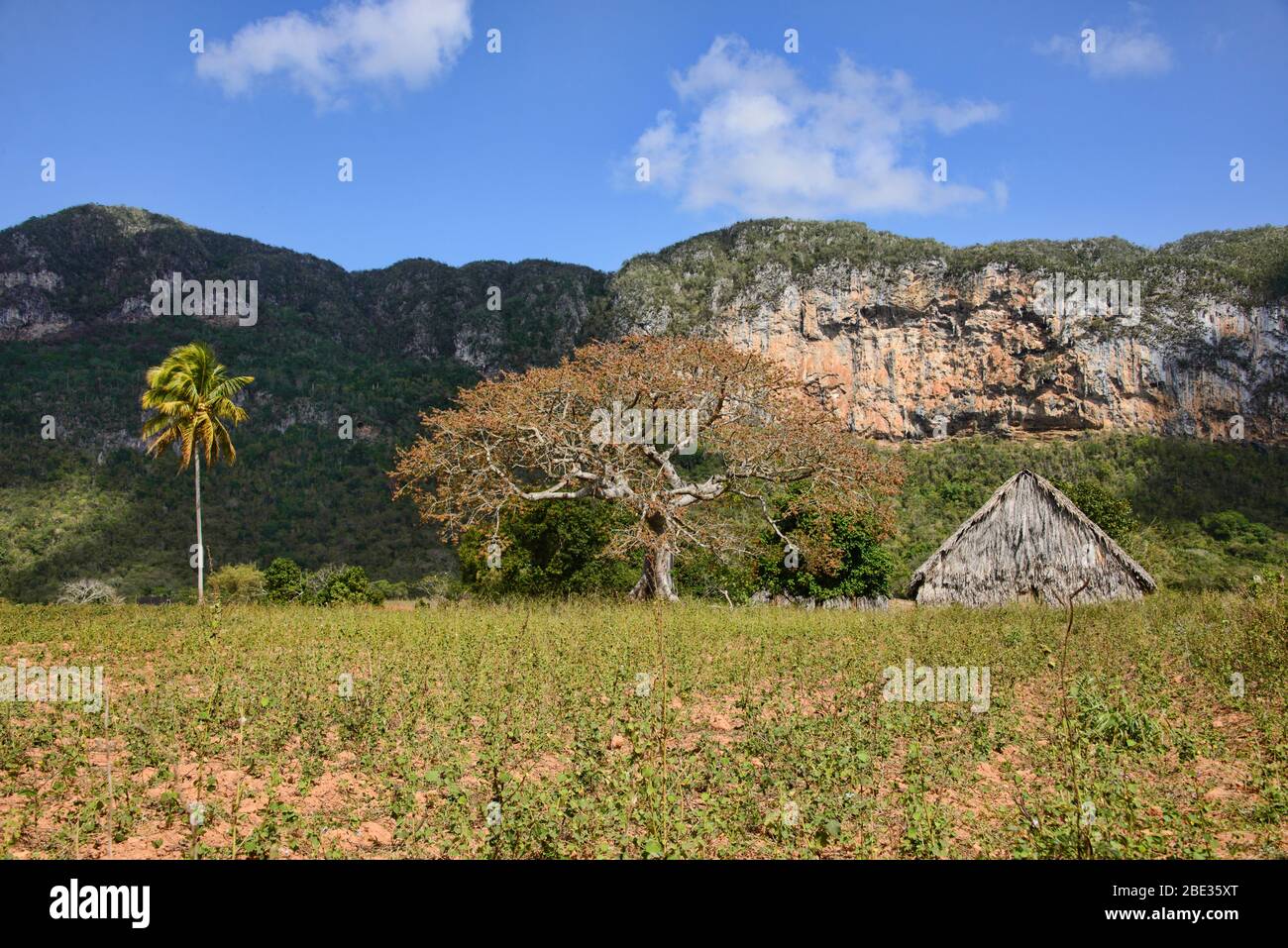 Tobacco farm landscape in the Valley of Viñales, Cuba Stock Photo - Alamy