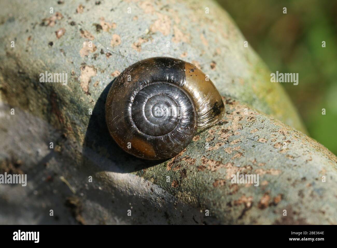 A pretty Glass Snail, Oxychilidae, resting on a garden ornament in ...
