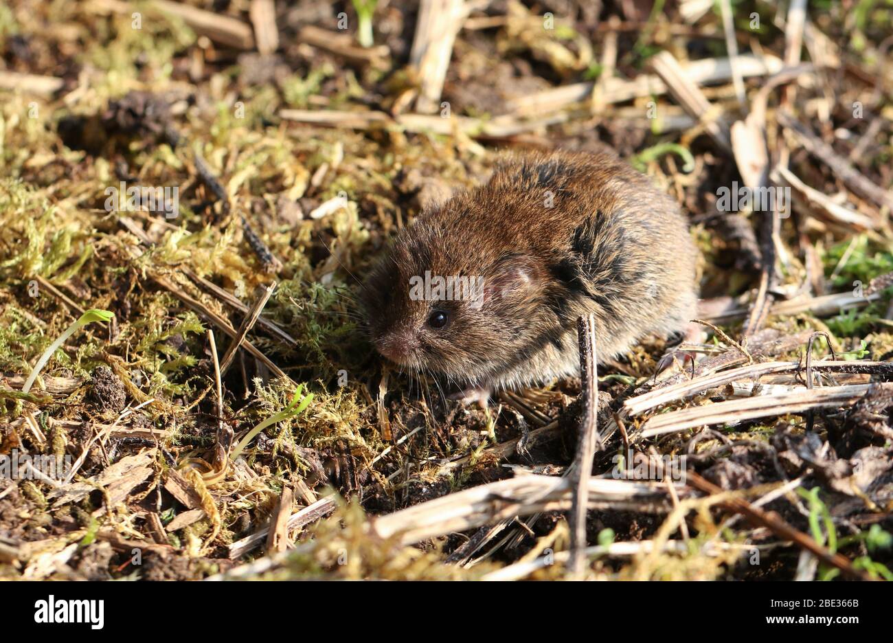 A cute Field or Short-tailed Vole, Microtus agrestis, in a field in the ...