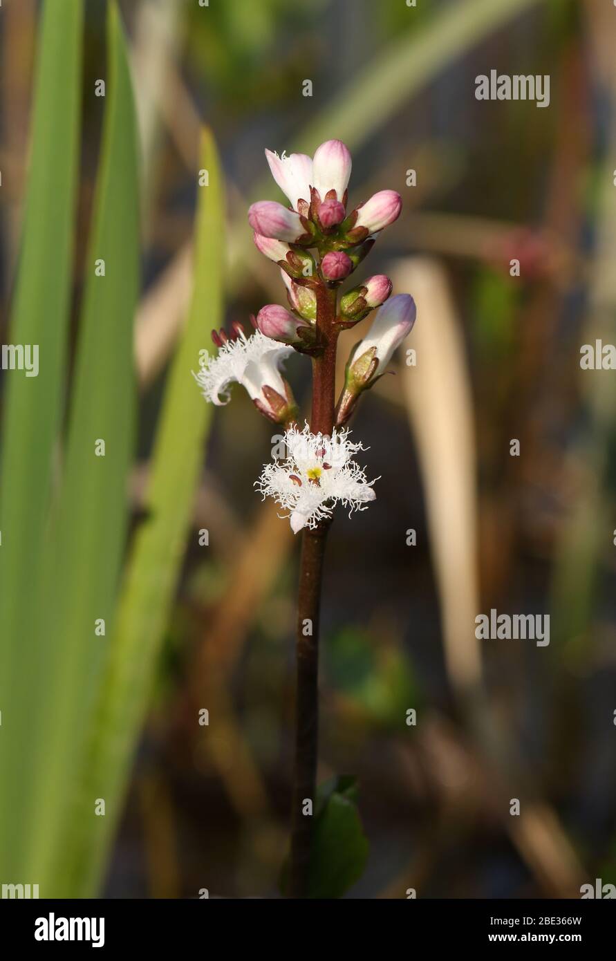 Aquatic perennial bogbean hi-res stock photography and images - Alamy