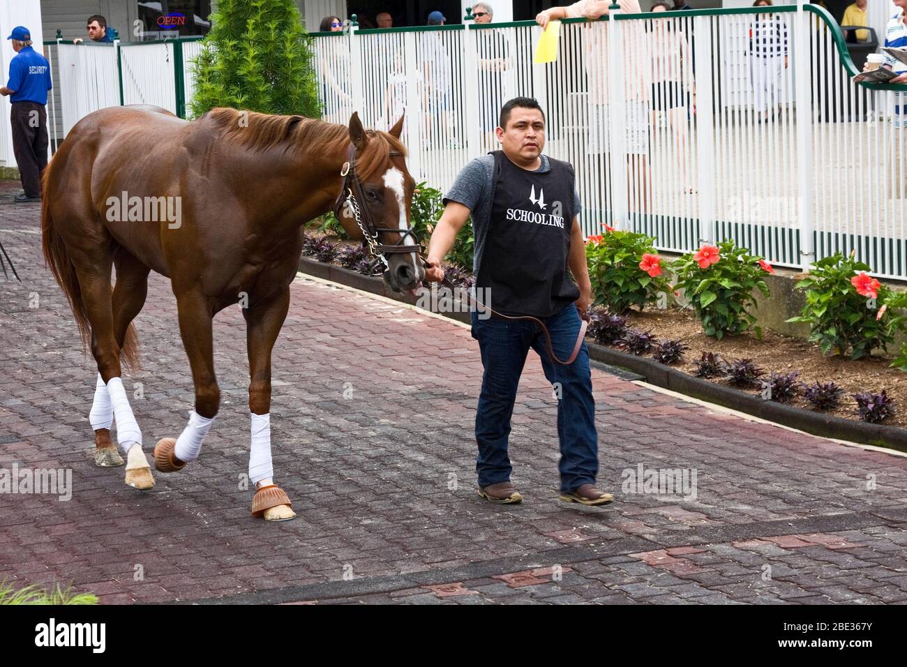 Horse training paddock hi-res stock photography and images - Alamy