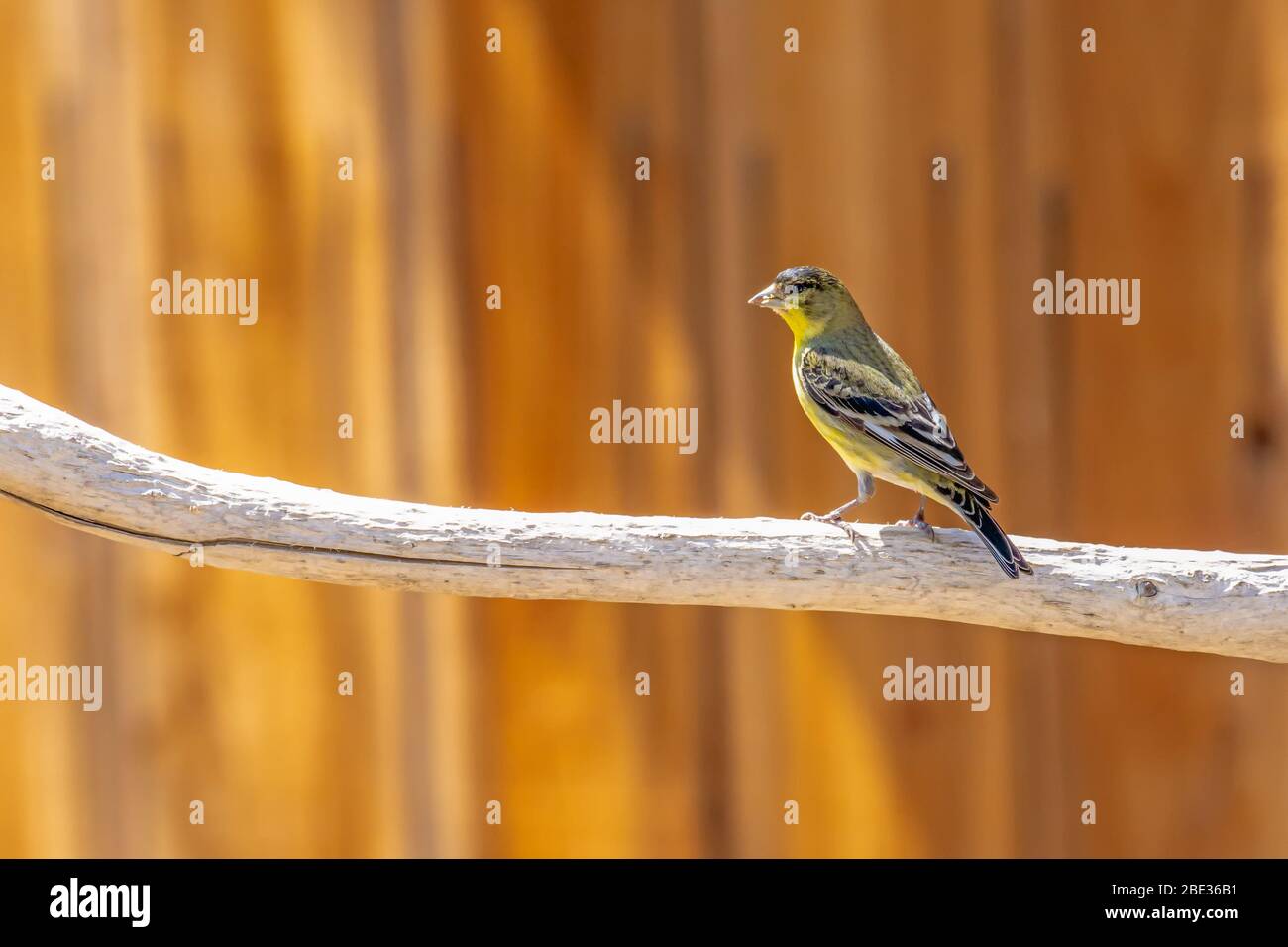 Gold finch hi-res stock photography and images - Alamy