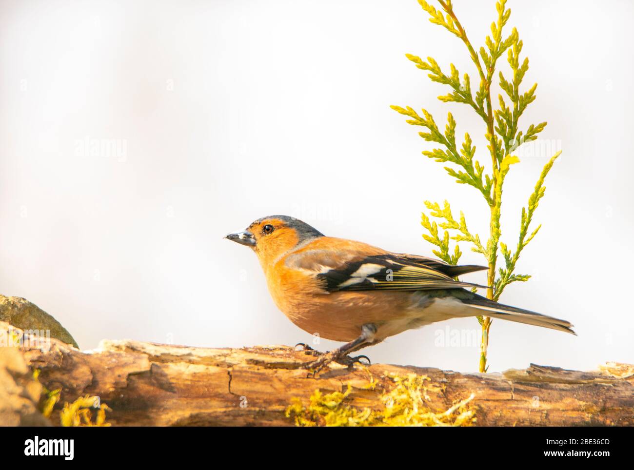 Animaliia hi-res stock photography and images - Alamy