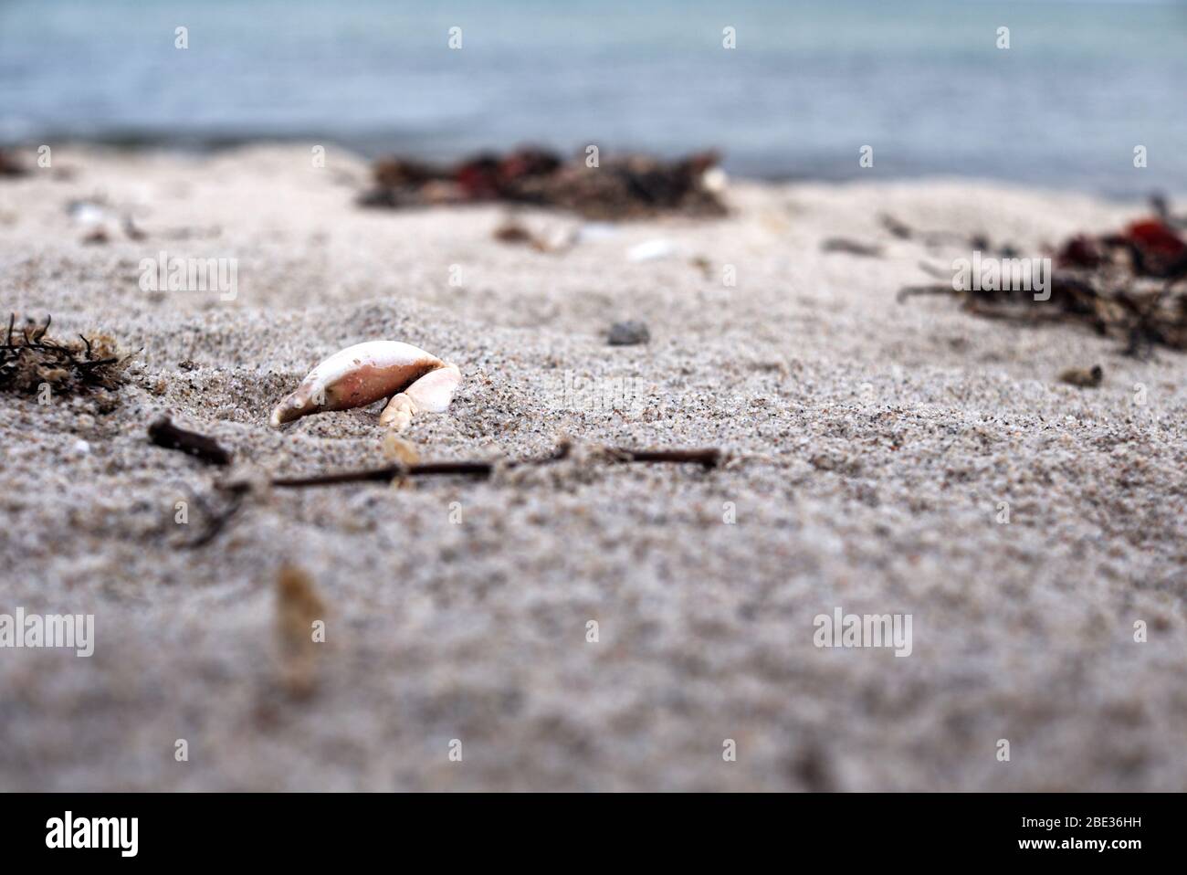 dead crab claw peeking out of the sand on a beach Stock Photo - Alamy