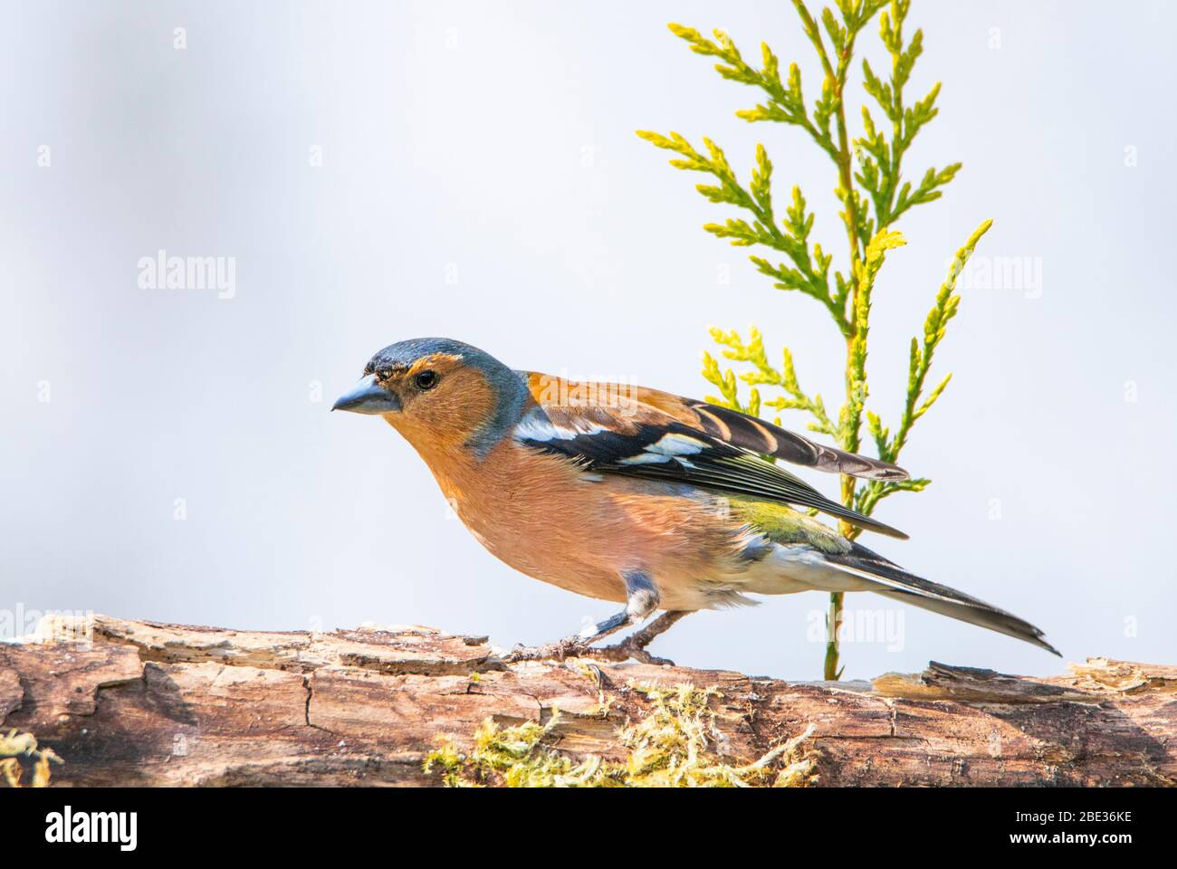 Animaliia hi-res stock photography and images - Alamy