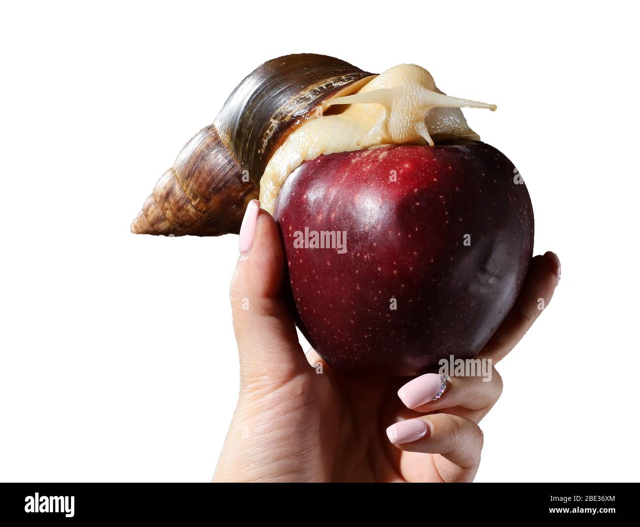 Woman hand holding red apple with big Achatina snail isolated on a ...