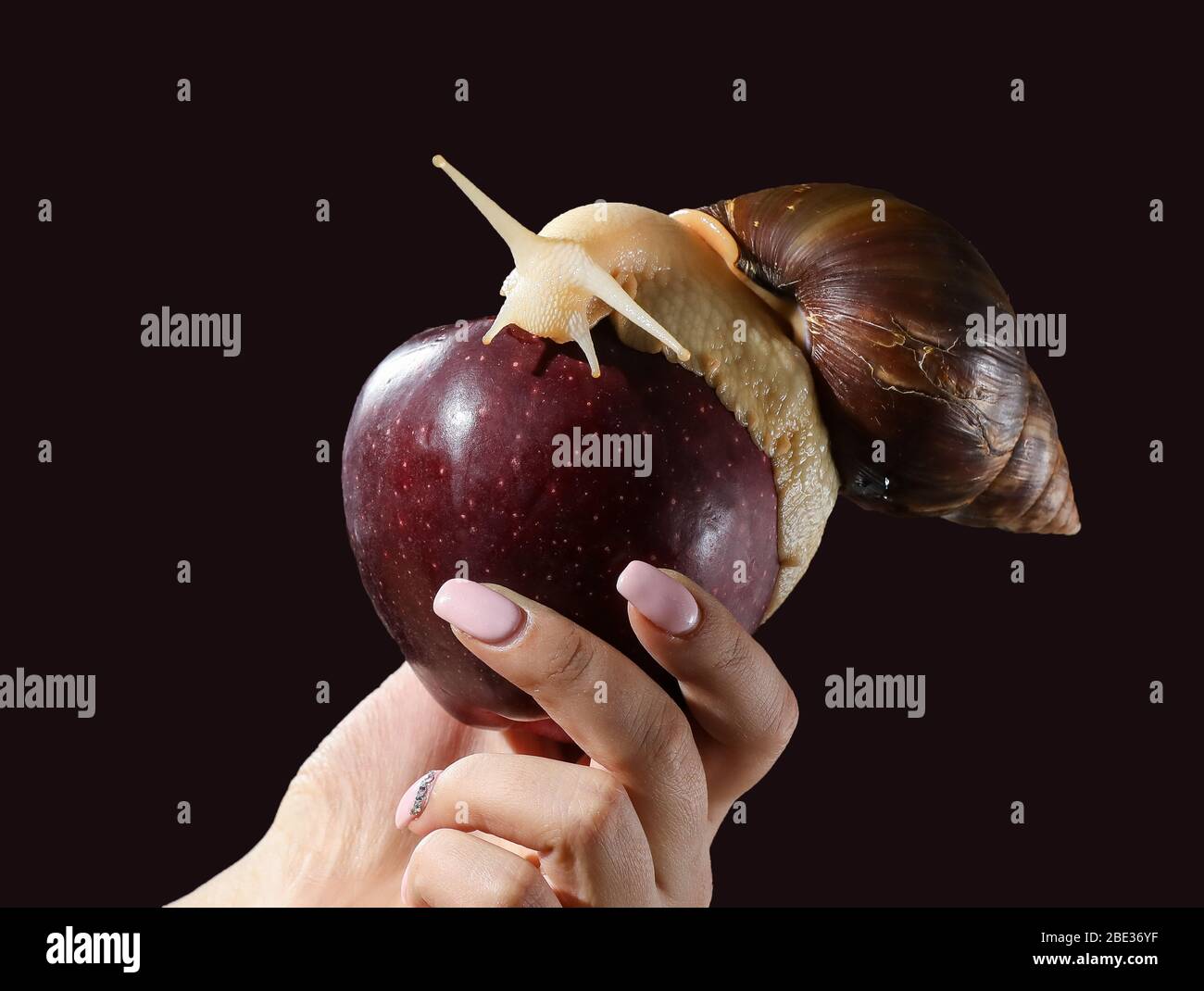 Woman hand holding red apple with big Achatina snail on a dark ...