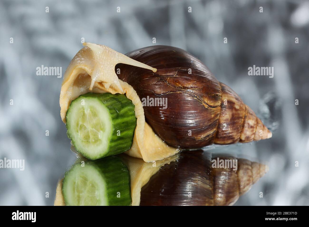Big Achatina snail with cucumber slice isolated on a grey background ...