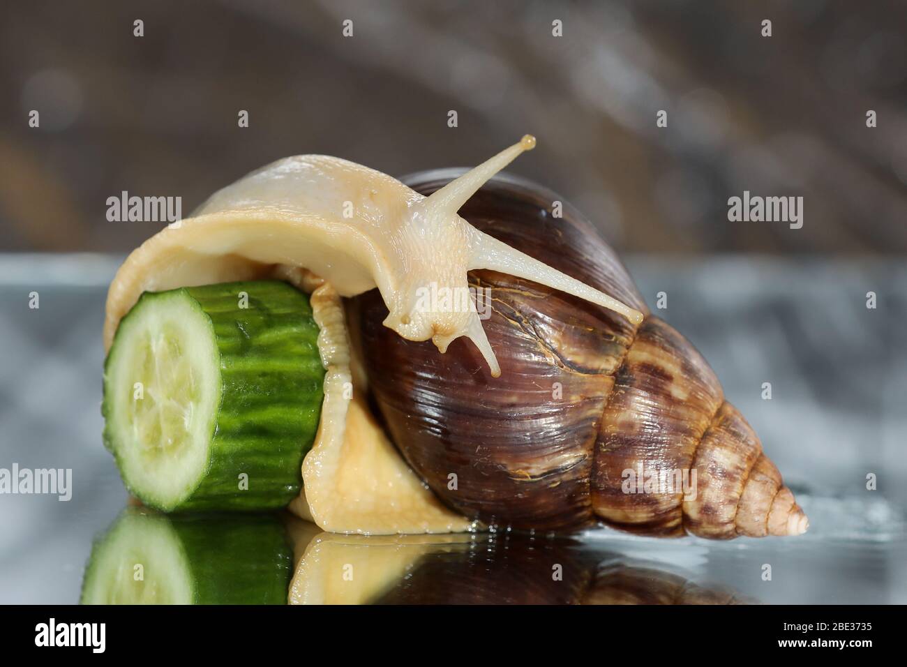 Big Achatina snail with cucumber slice isolated on a grey background ...