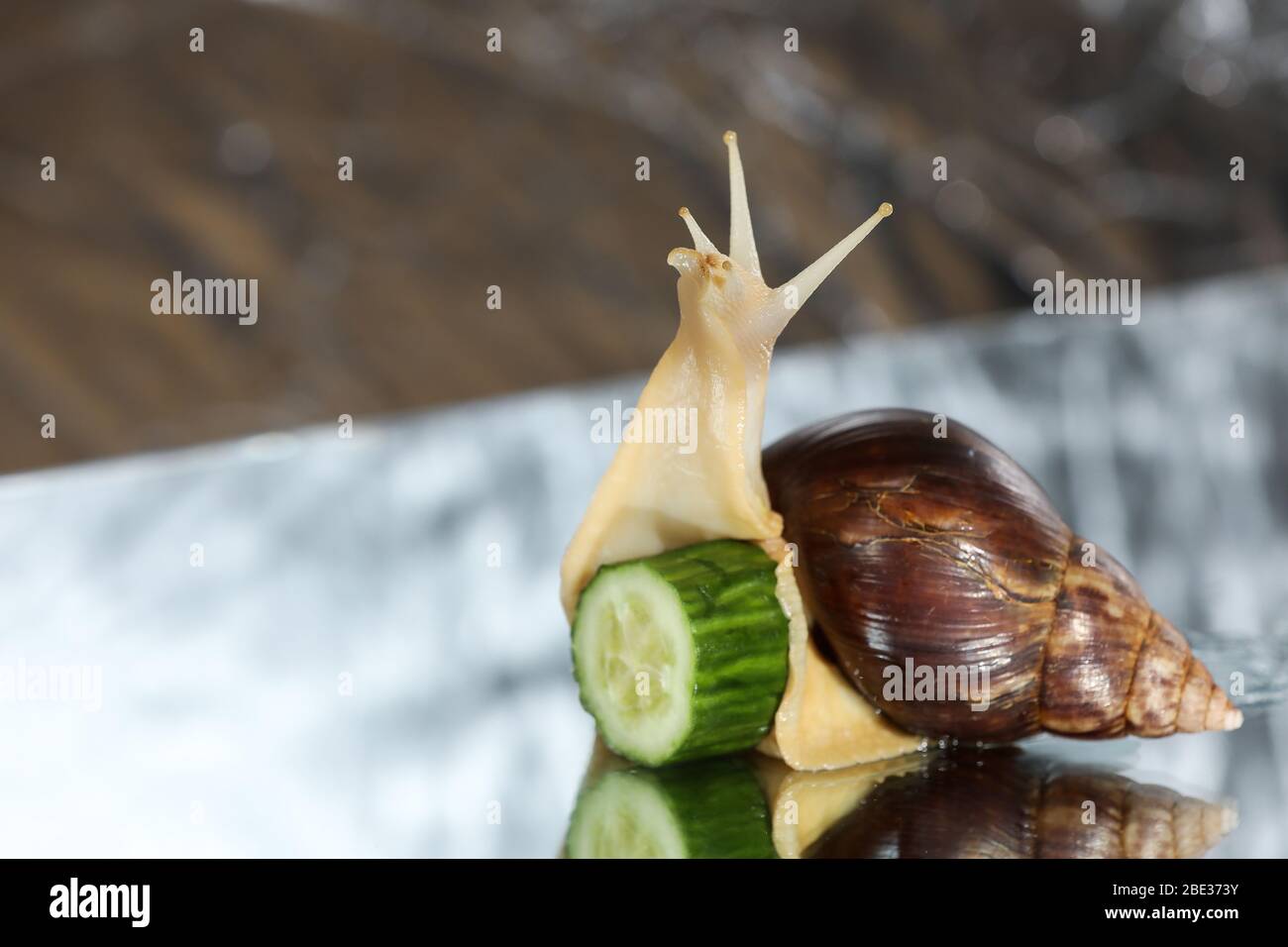 Big Achatina snail with cucumber slice isolated on a grey background ...