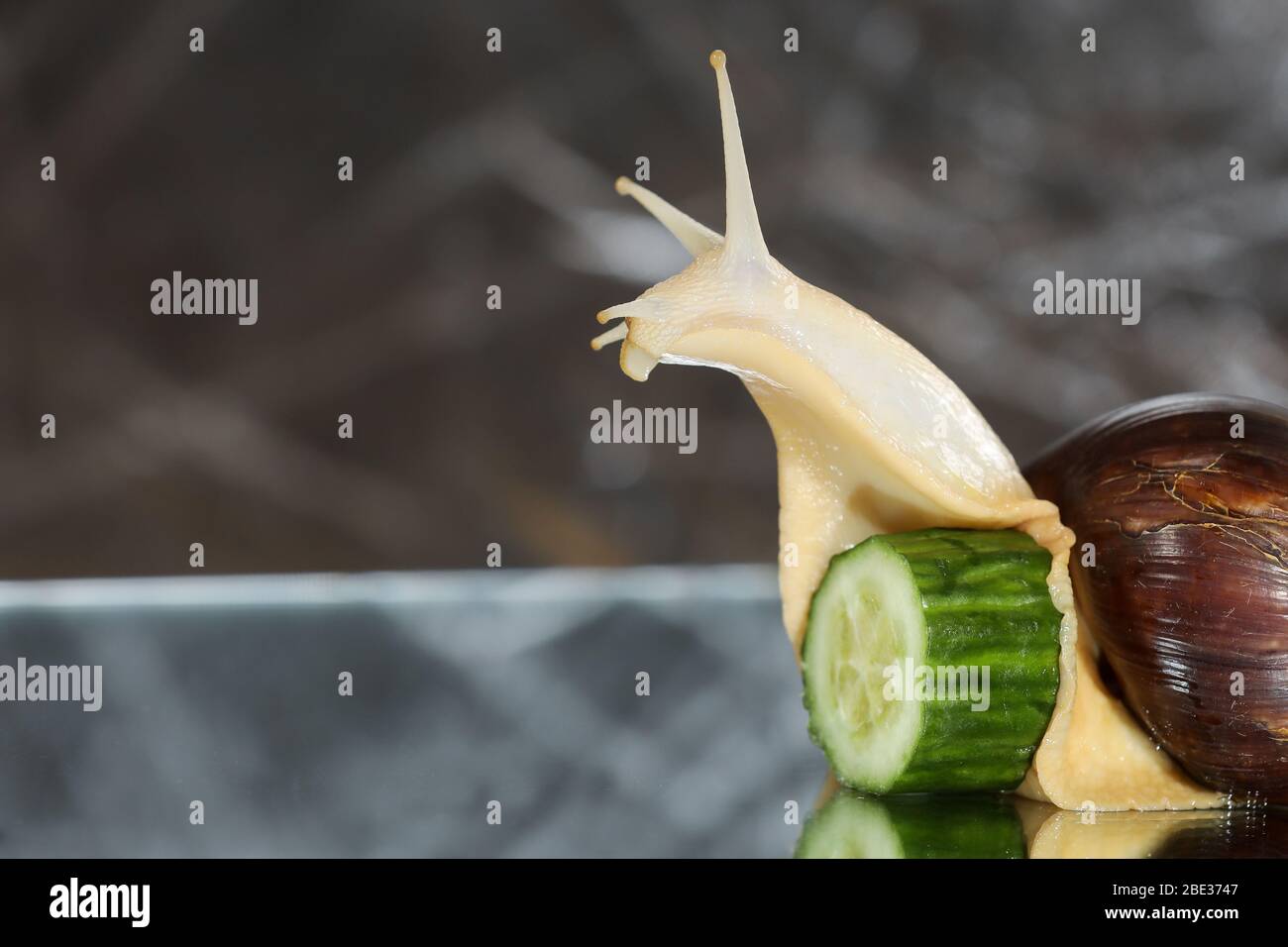 Big Achatina snail with cucumber slice isolated on a grey background ...