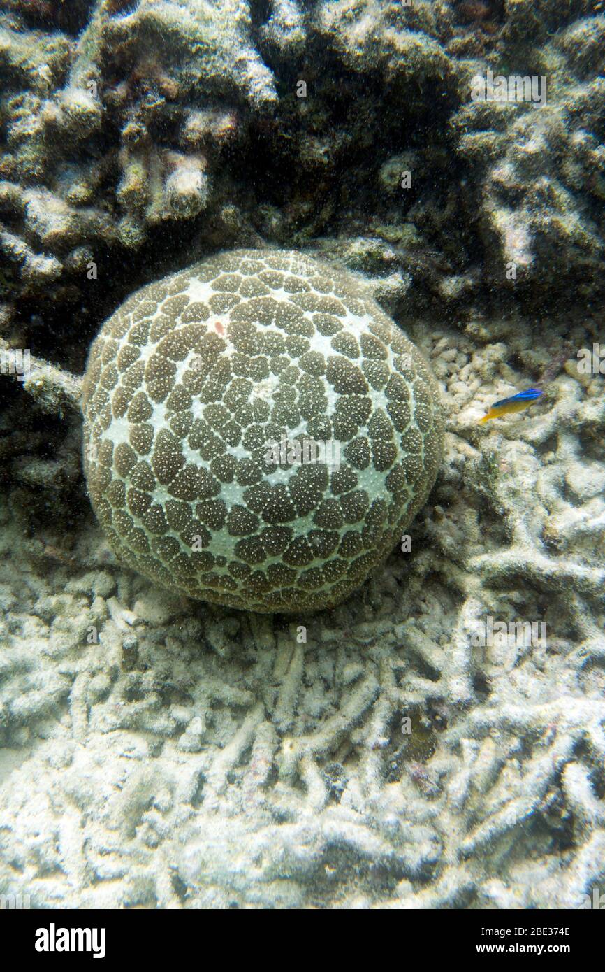Pincushion star fish hi-res stock photography and images - Alamy
