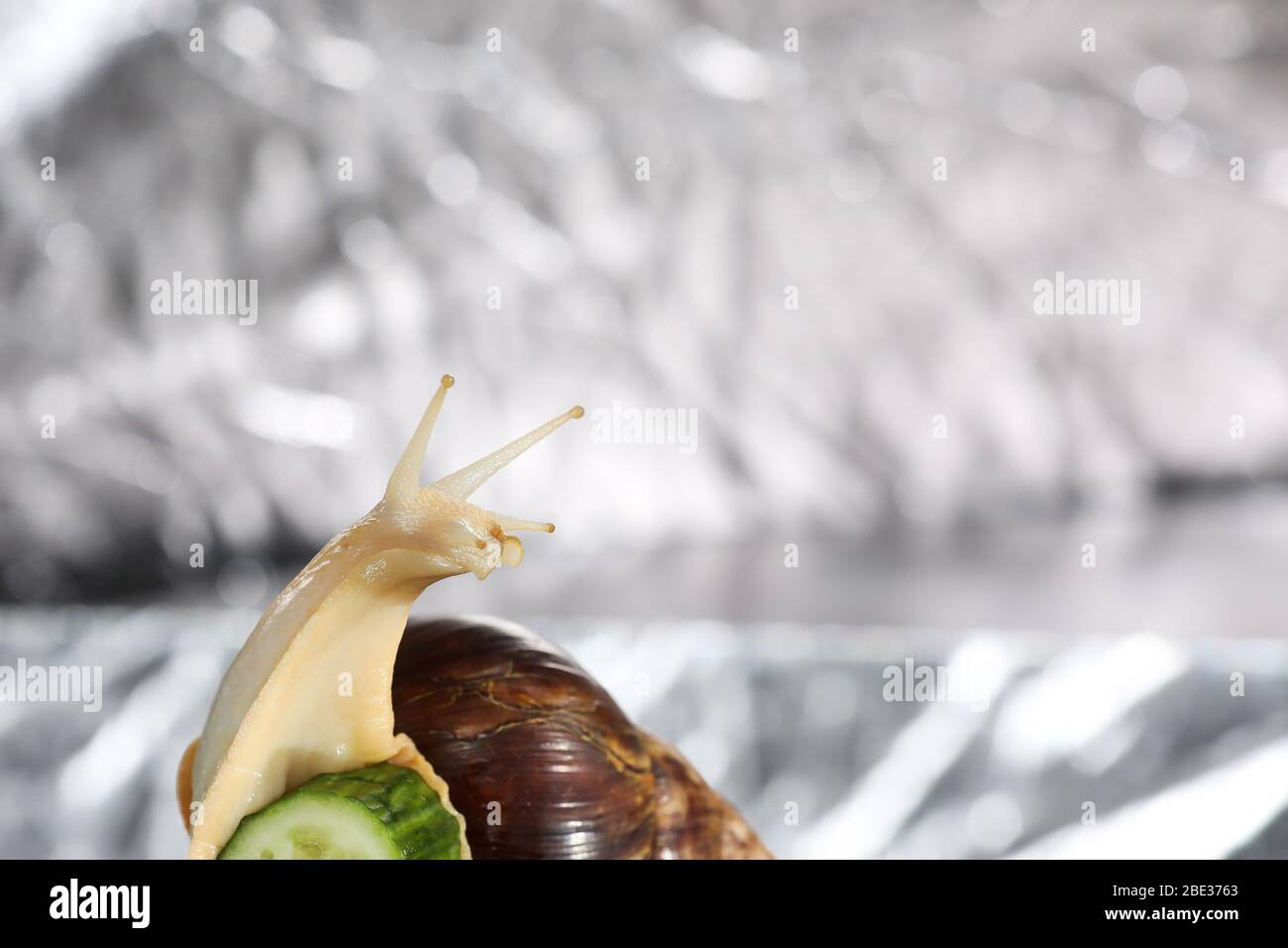 Big Achatina snail with cucumber slice isolated on a grey background ...