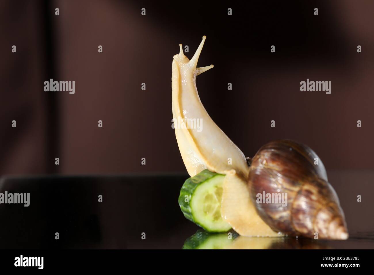 Big Achatina snail with cucumber slice isolated on a brown background ...