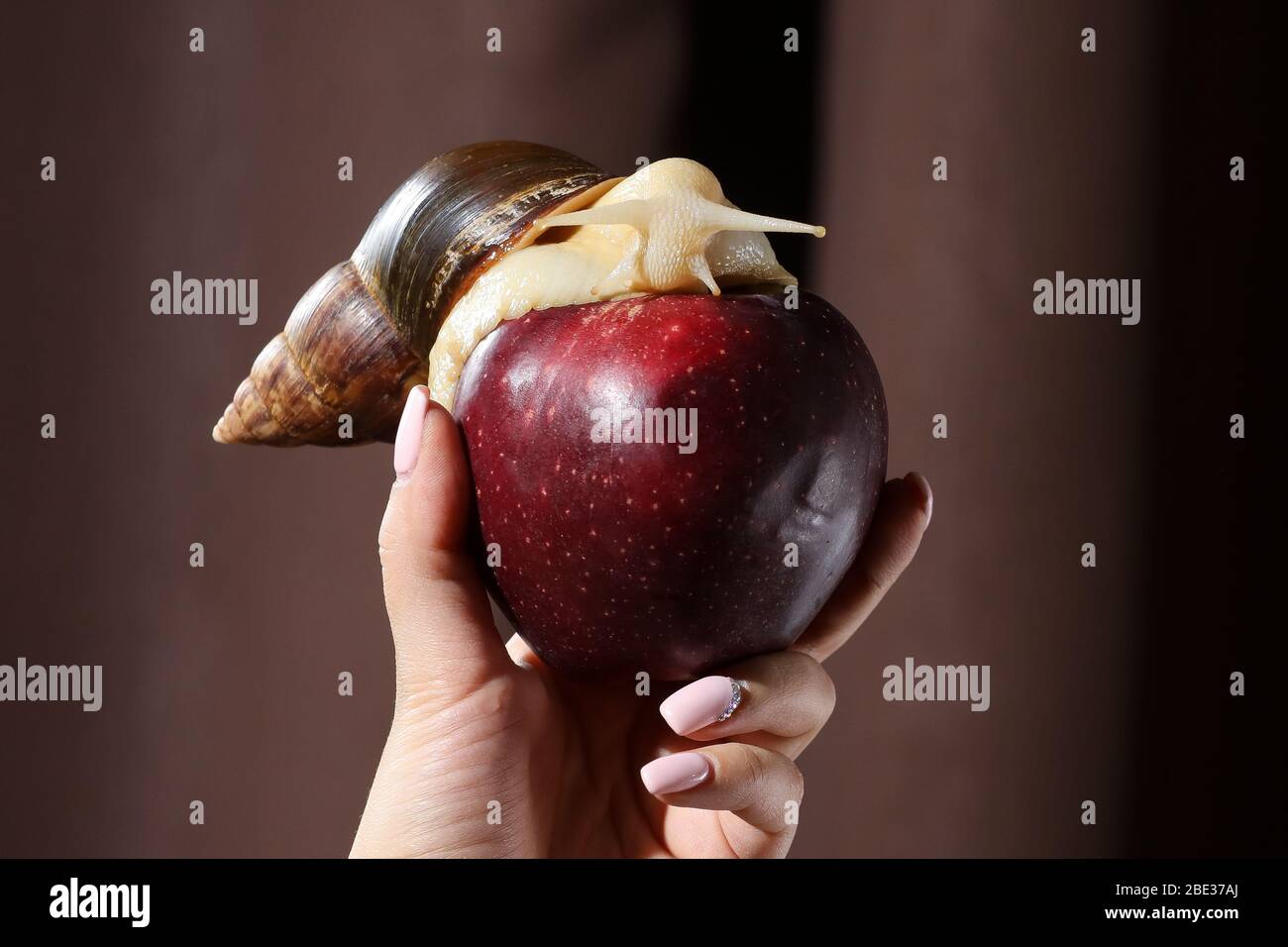 Woman hand holding red apple with big Achatina snail on a brown ...