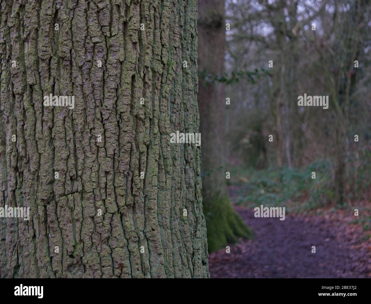 Foreground tree trunk hi-res stock photography and images - Alamy
