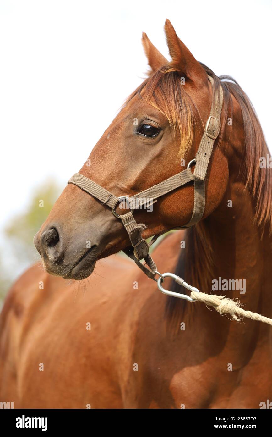 Chestnut Thoroughbred Racing