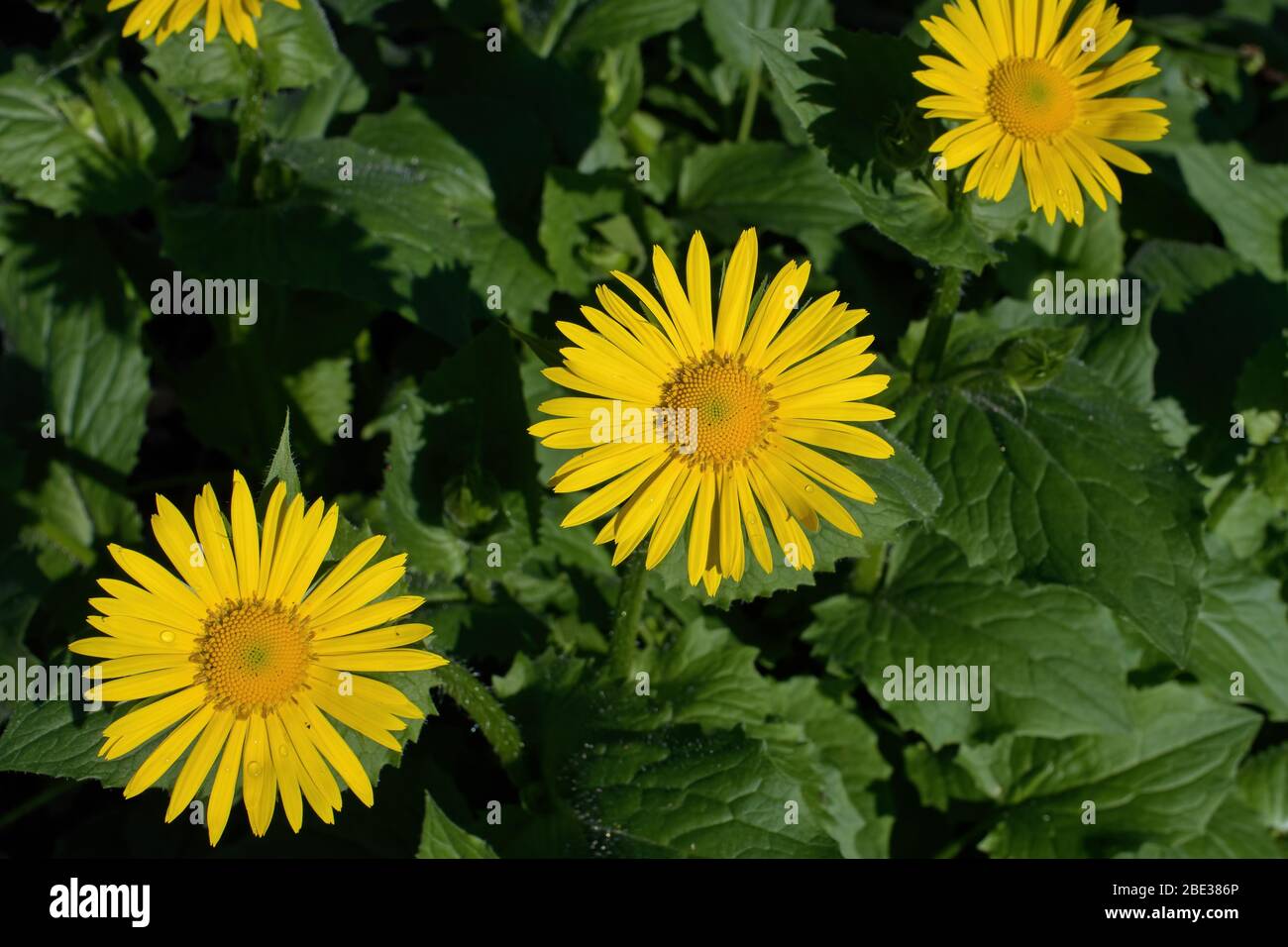 Perennial flower native to europe and asia hi-res stock photography and ...