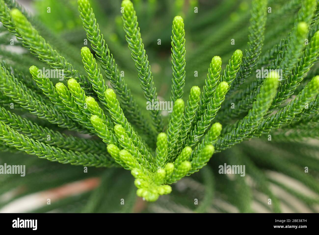 Conifer plant nursery new zealand hi-res stock photography and images ...