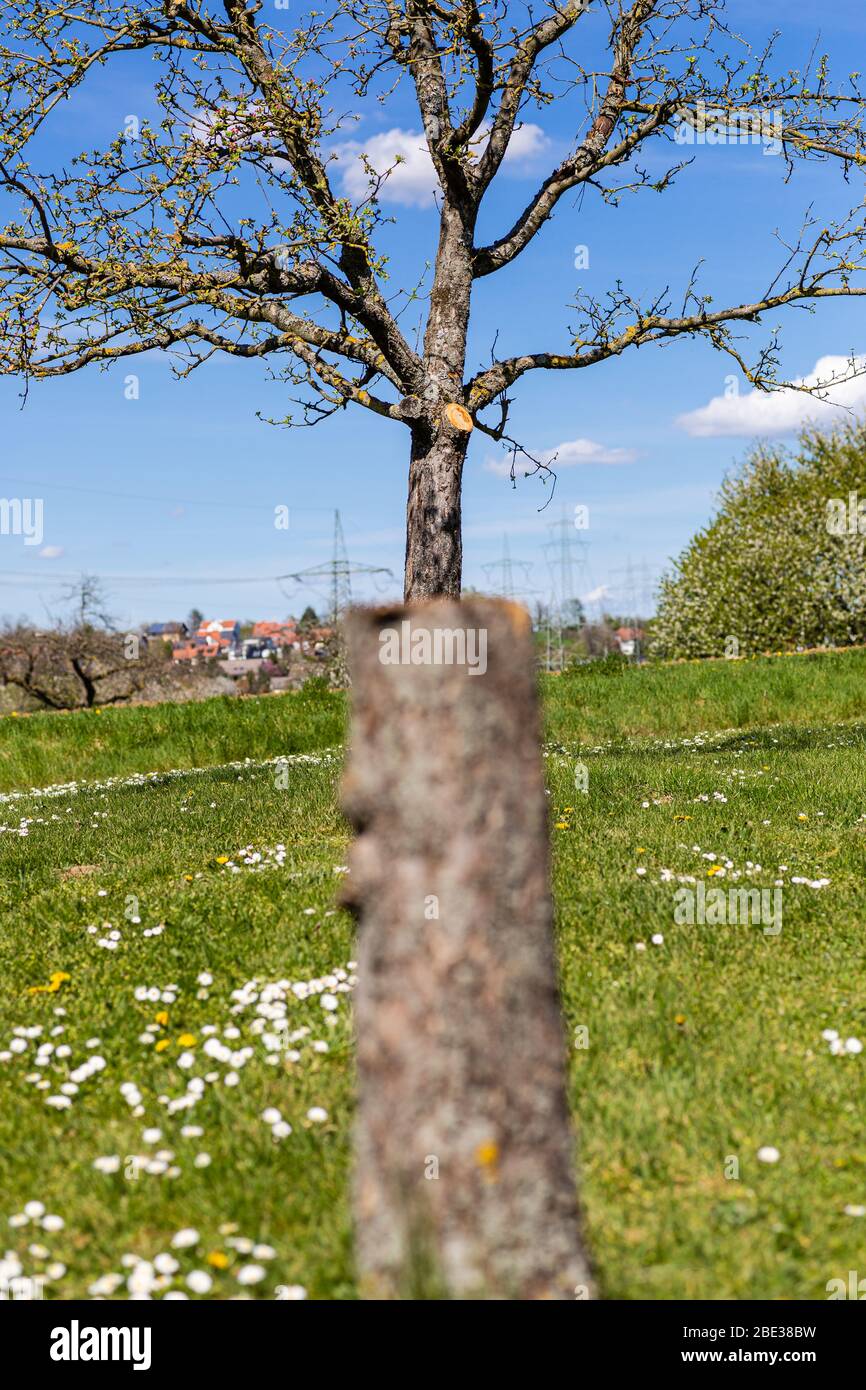 Garden tree stump flowers hi-res stock photography and images - Alamy