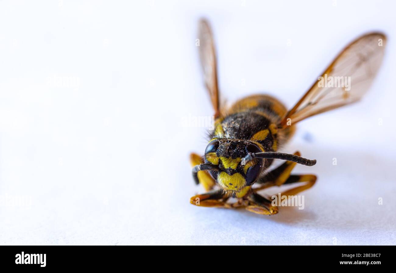 Wasp, macro photo. Insect magnification. Isolated from background ...