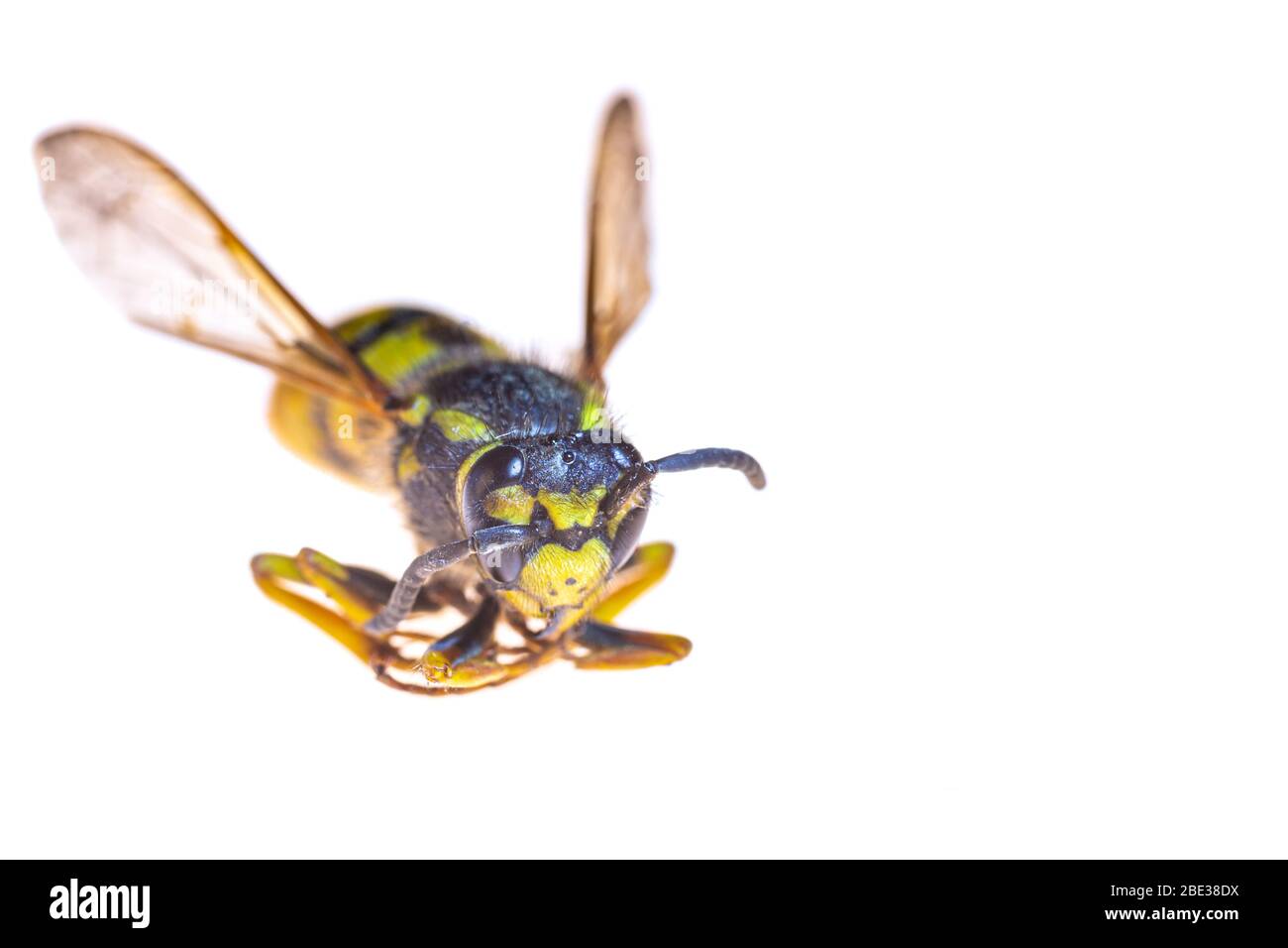 Wasp, macro photo. Insect magnification. Isolated from background ...