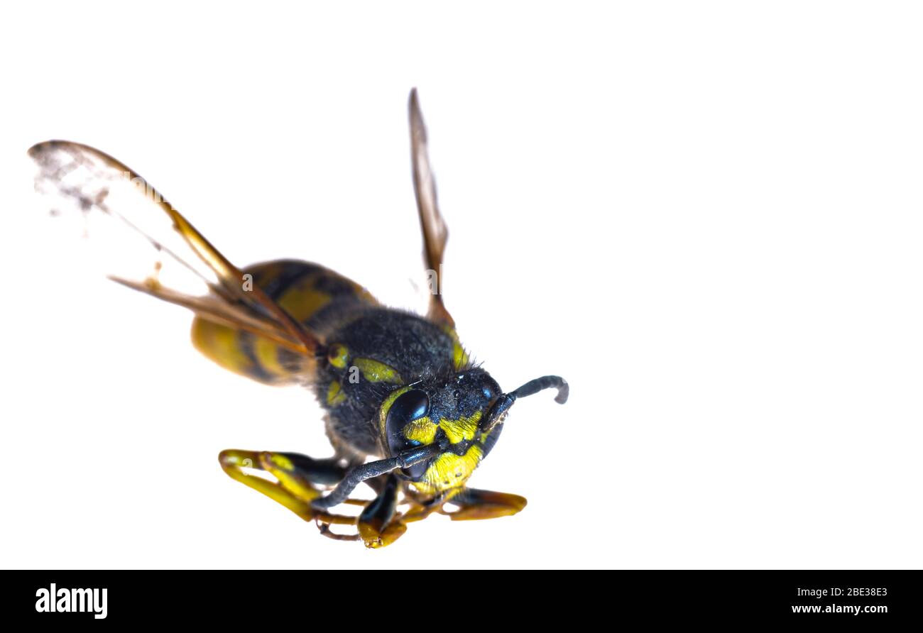 Wasp, macro photo. Insect magnification. Isolated from background ...
