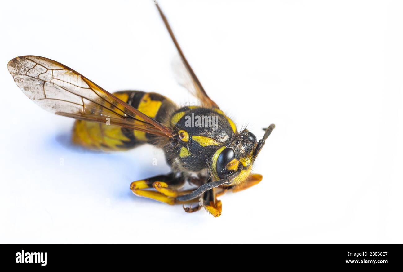 Wasp, macro photo. Insect magnification. Isolated from background ...