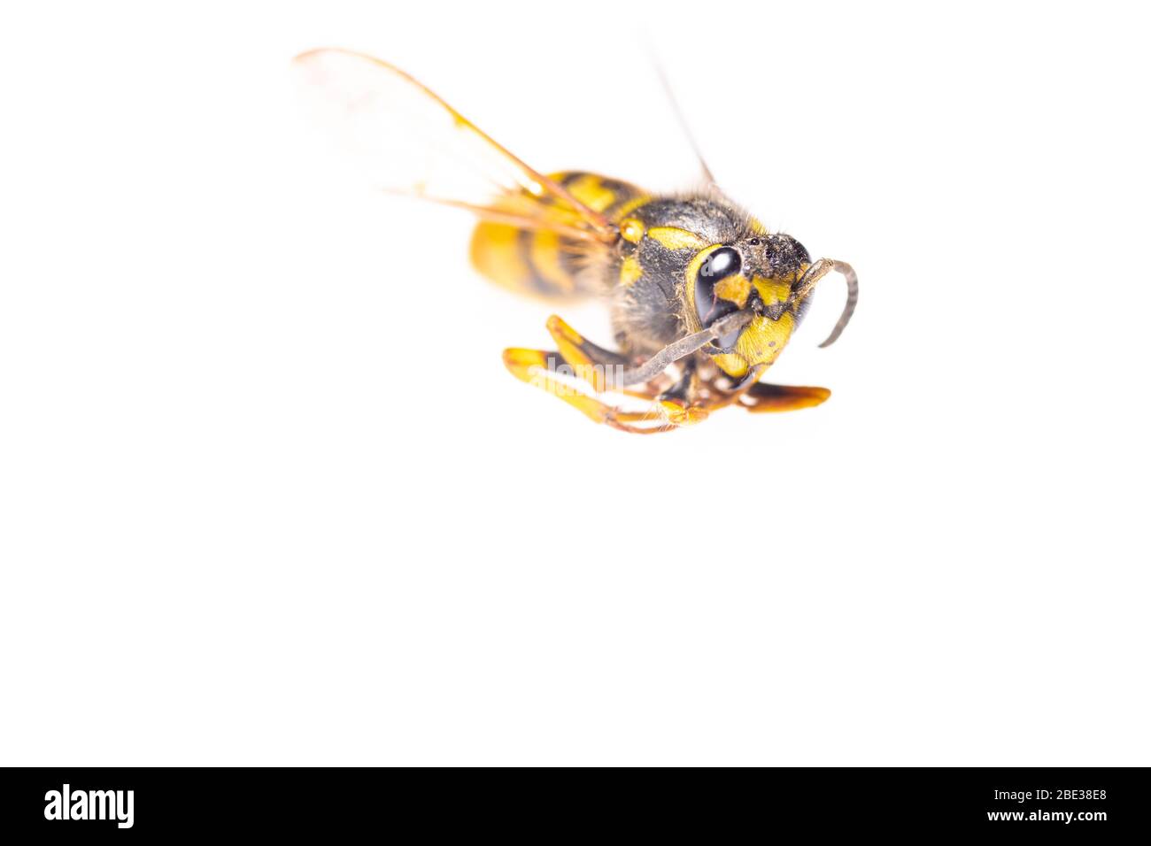 Wasp, macro photo. Insect magnification. Isolated from background ...