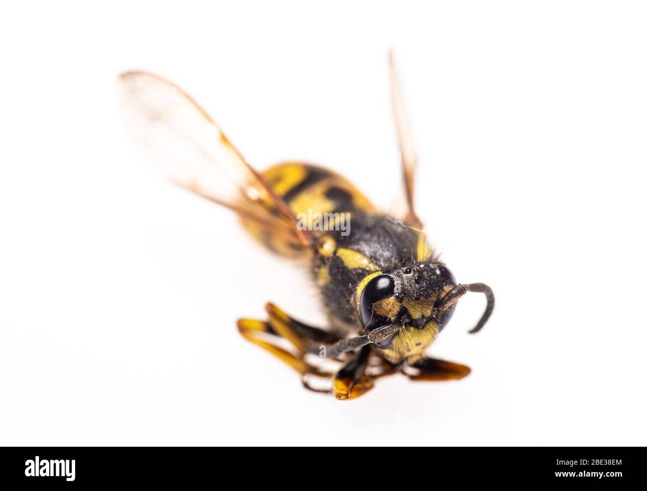 Wasp, macro photo. Insect magnification. Isolated from background ...