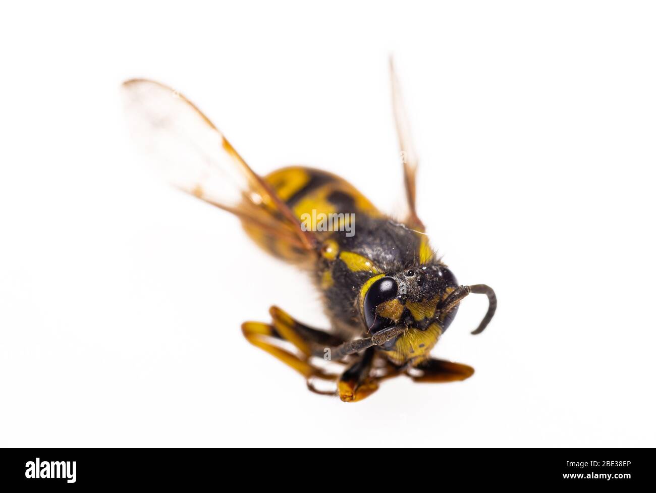 Wasp, macro photo. Insect magnification. Isolated from background ...