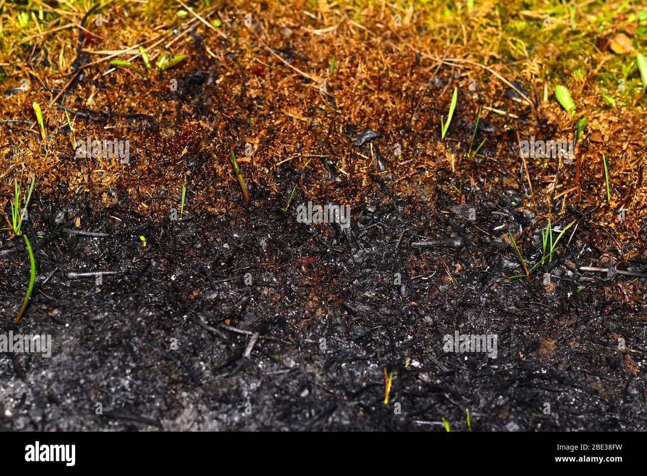 Edge of burnt ground and fresh grass. Ashy background Stock Photo - Alamy