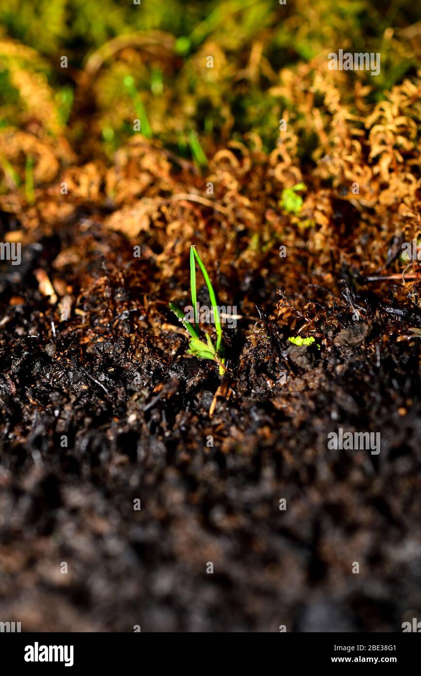 Edge of burnt ground and fresh grass. Sprout of a new plant on an ashy ...