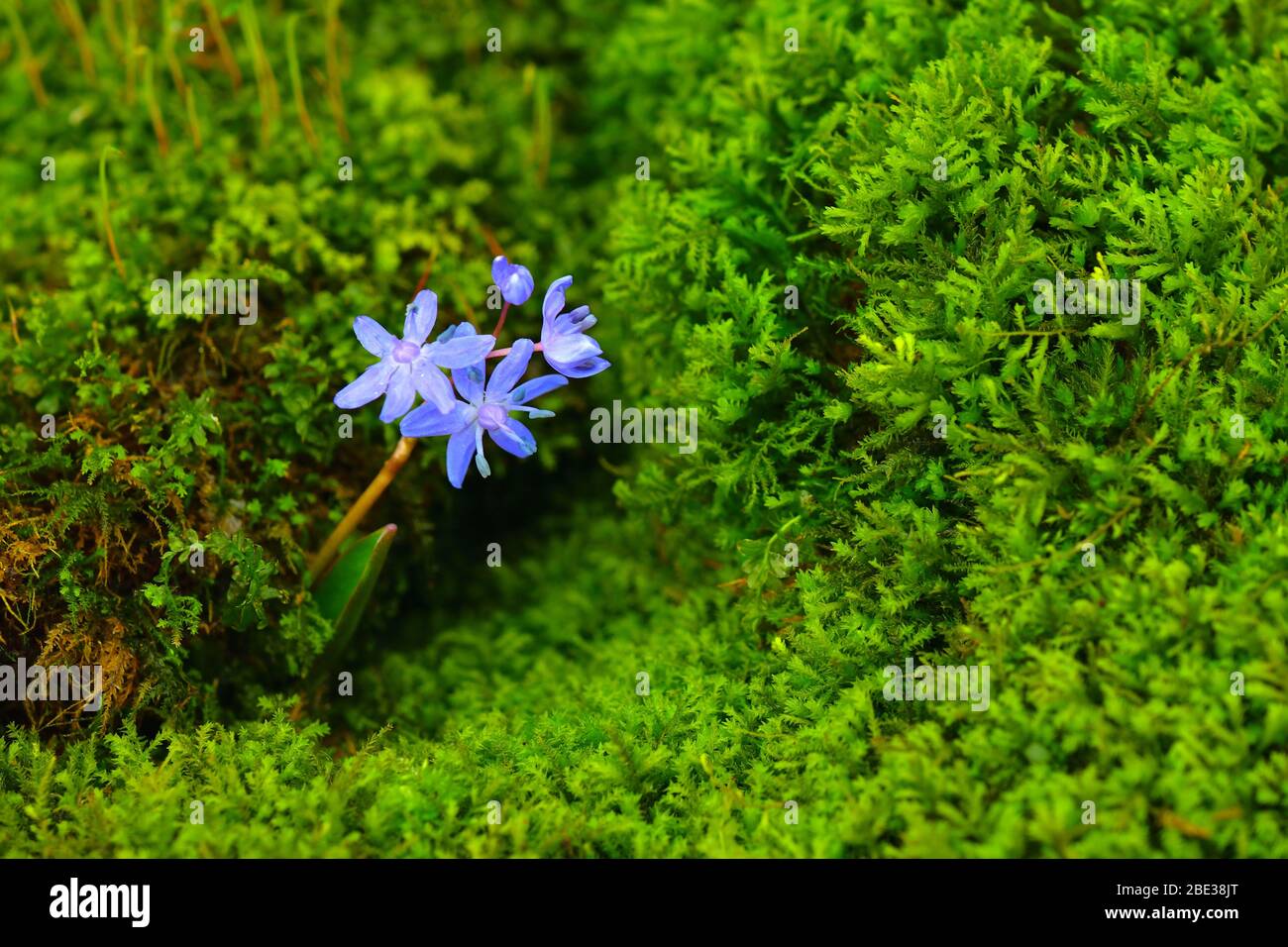 Wild scilla flower with vibrant moss microgreens on a background ...