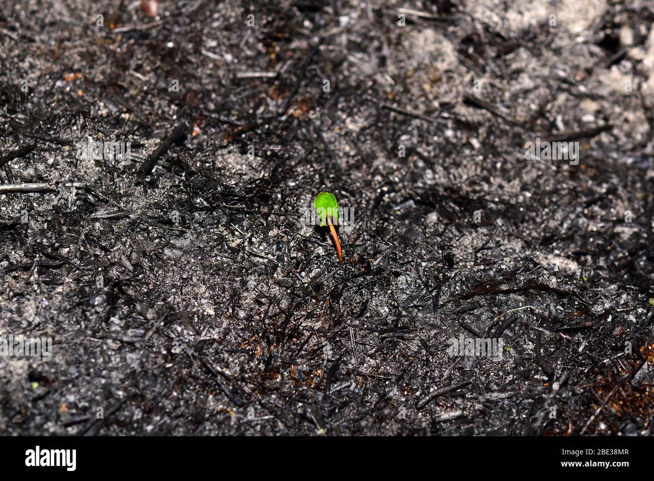 Sprout rises over burnt ground. Grass ash after arson. Recovery after ...