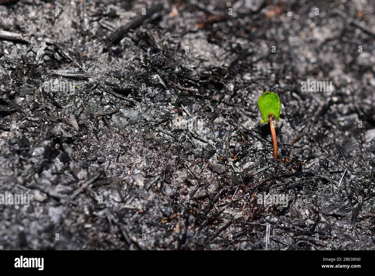 Sprout rises over burnt ground. Grass ash after arson. Recovery after ...