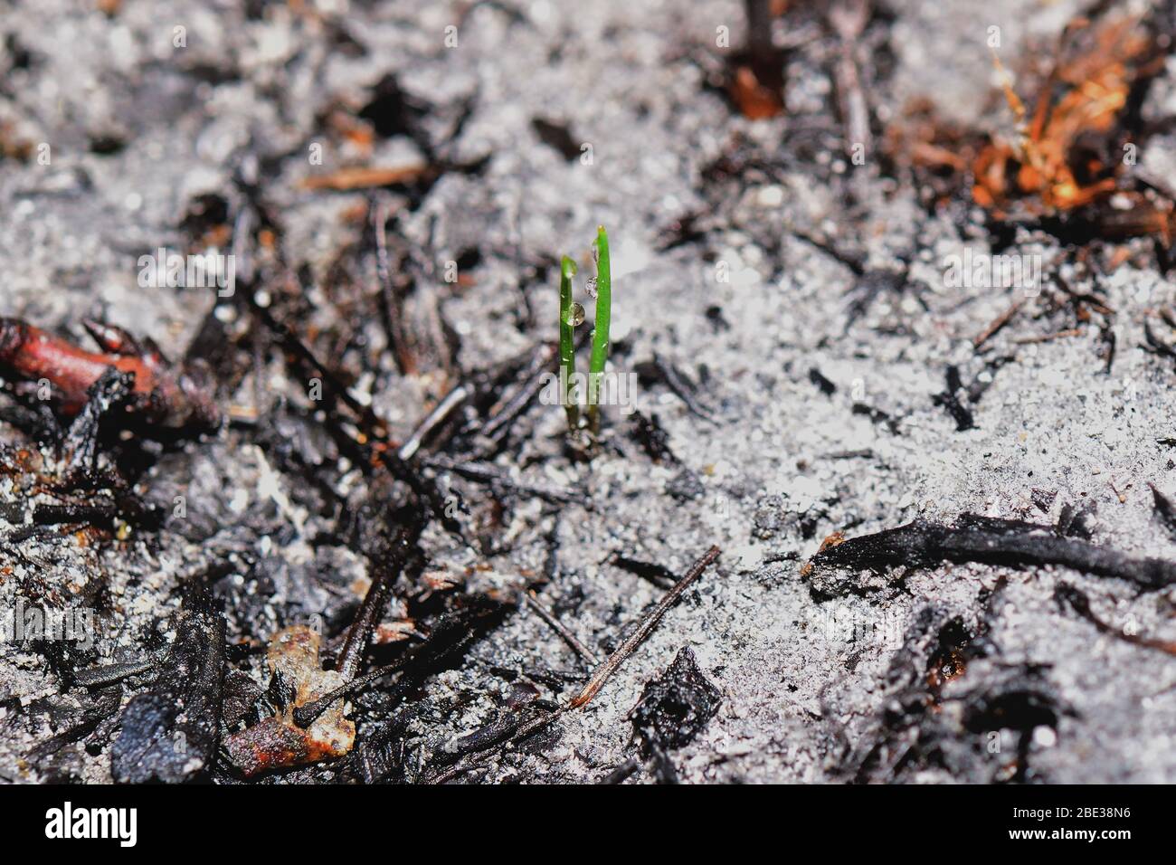 Sprout rises over burnt ground. Grass ash after arson. Recovery after ...
