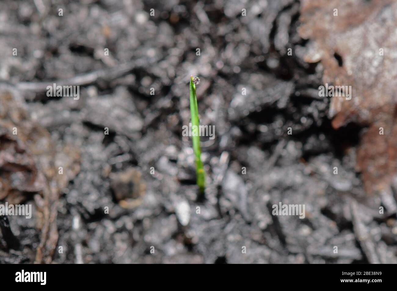 Ash tree sprout hi-res stock photography and images - Alamy