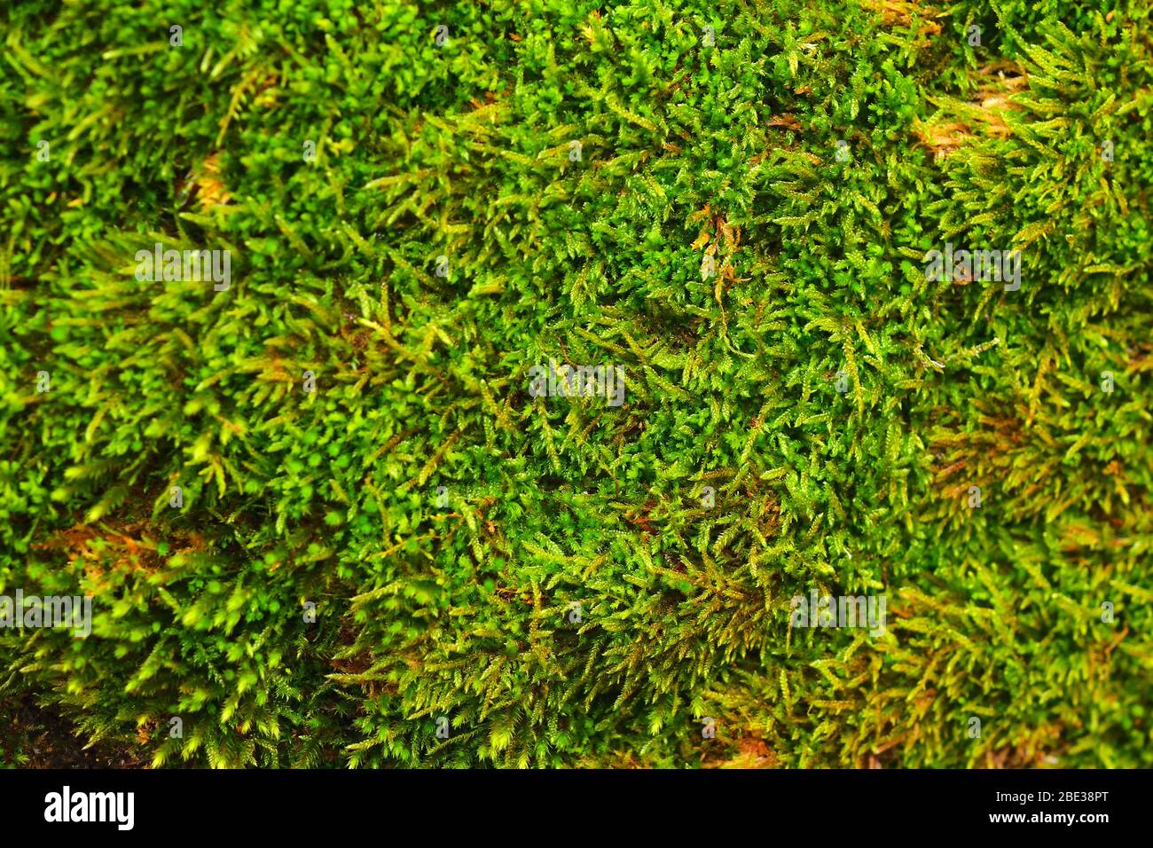 Forest moss texture close-up. Bright green color Stock Photo - Alamy Forest moss texture close-up. Bright green color Stock Photo - Alamy
