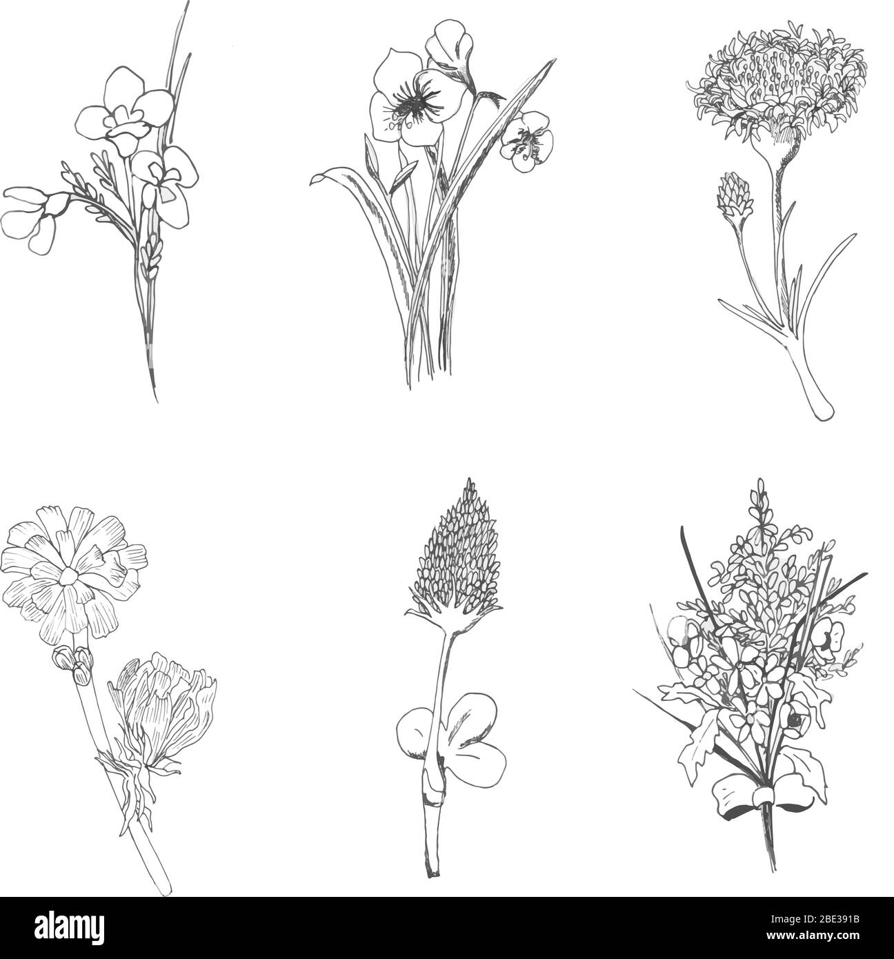 Wildflower vector vectors hi-res stock photography and images - Alamy